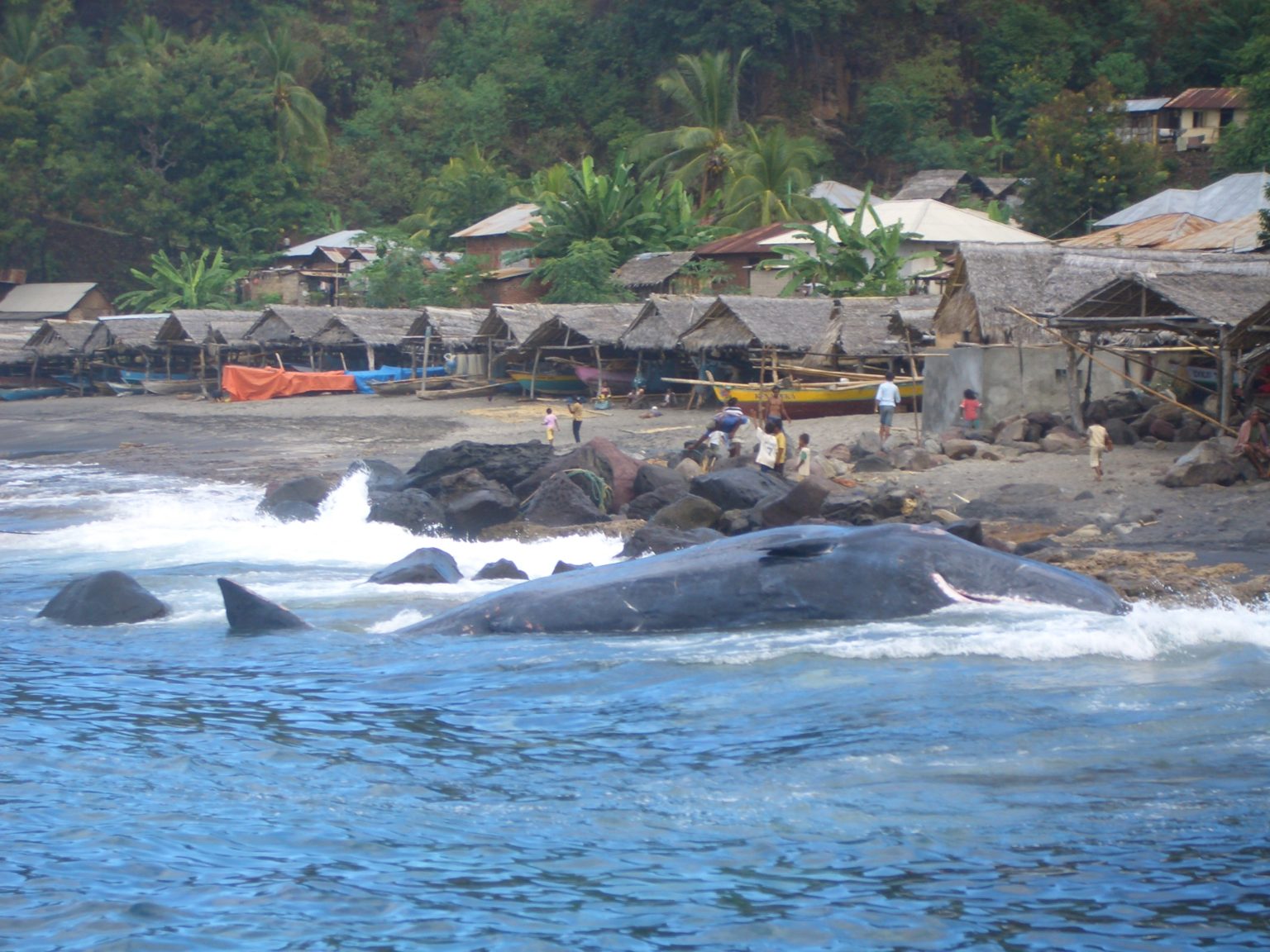 Lamalera Lembata Island Indonesia | POLARVISION
